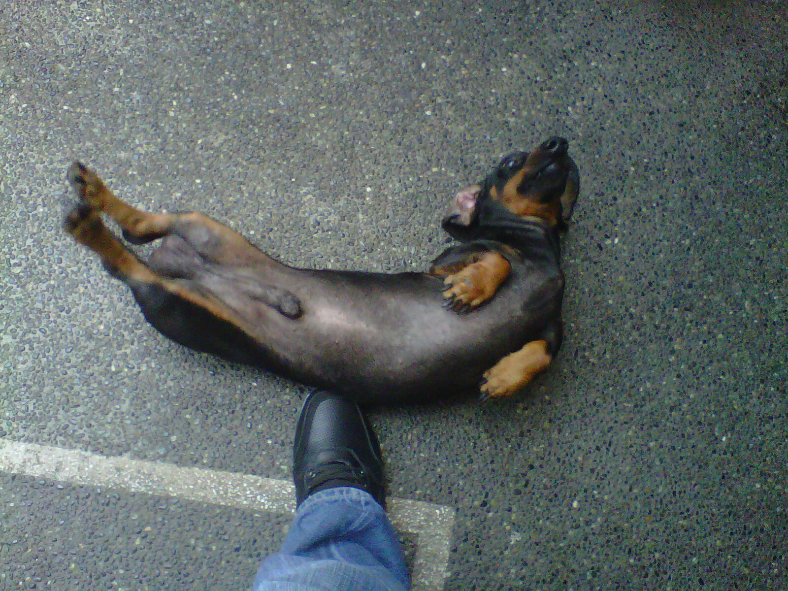 Lukario, ang asong baliw! The #dachshund #dog – macoymejia.com